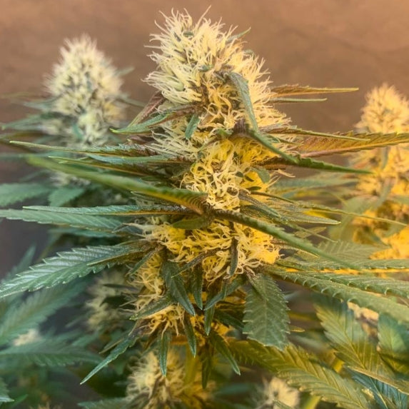 Critical Hash Cake Auto – Tastebudz Seeds