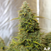 Cannabis Seeds | Tastebudz Seeds